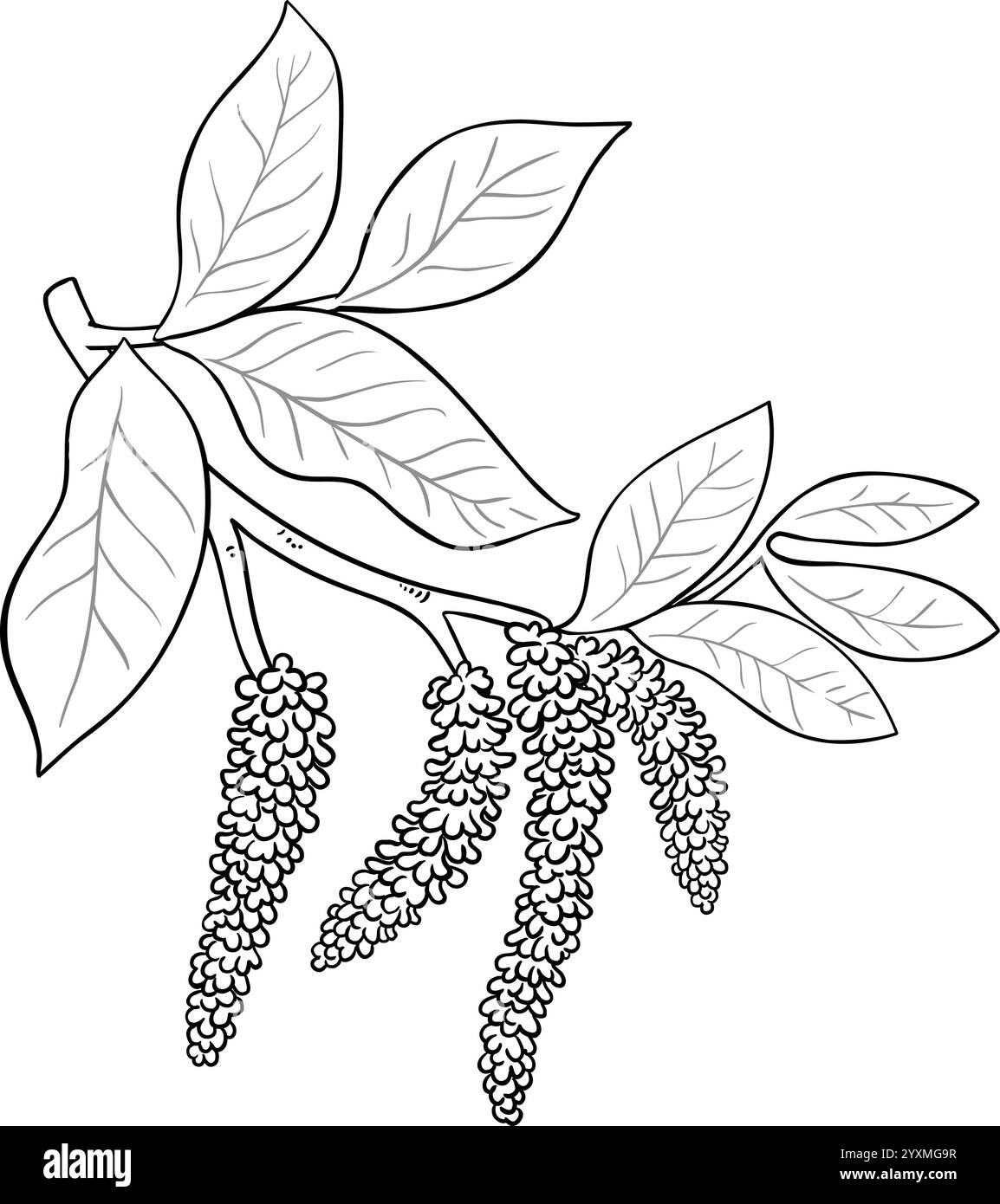 Walnut Branch Isolated Outline Illustration Stock Vector Image & Art ...