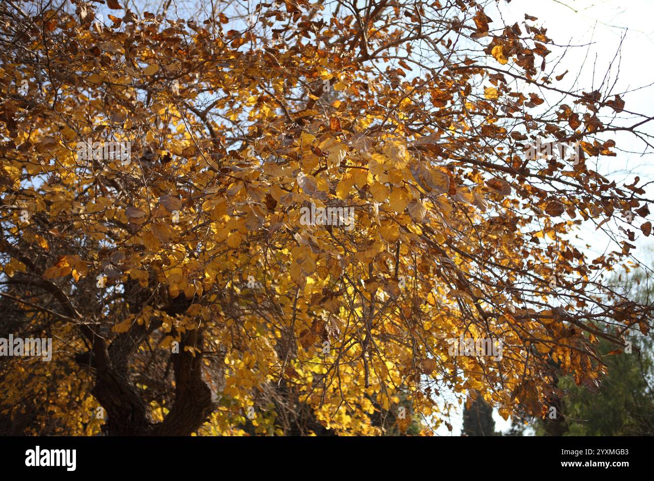 Tree at foliage, a Mulberry Tree, Morus, a deciduous flowering plant of ...