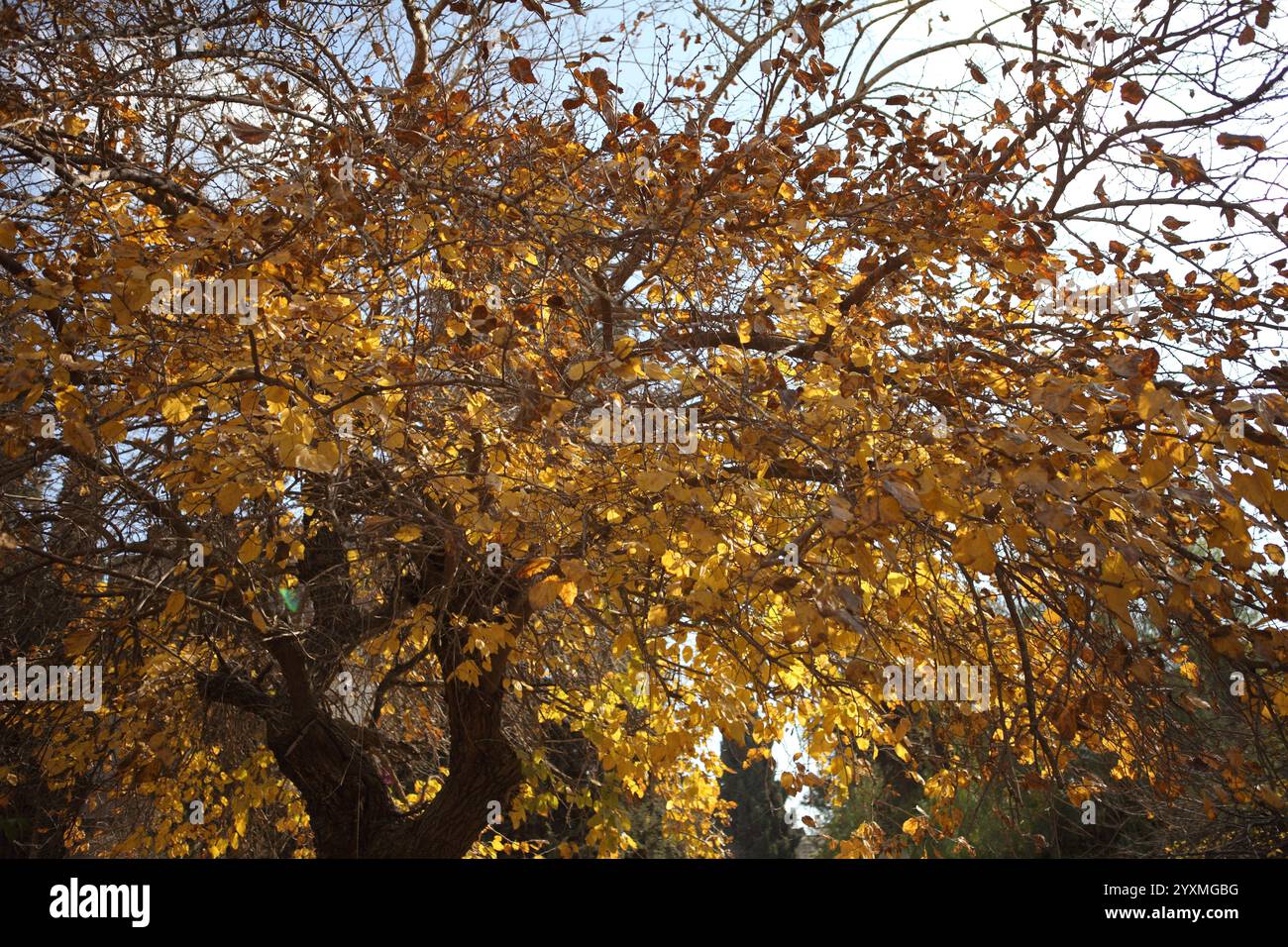 Tree at foliage, a Mulberry Tree, Morus, a deciduous flowering plant of ...