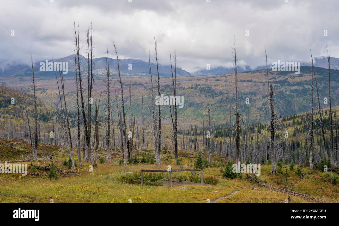 Forest regeneration forest regeneration hi-res stock photography and ...