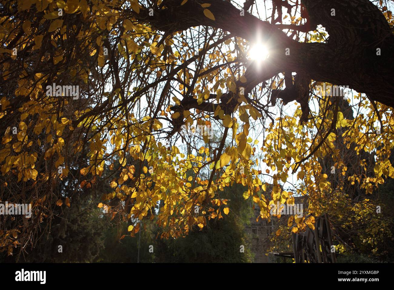 Tree at foliage, a Mulberry Tree, Morus, a deciduous flowering plant of ...