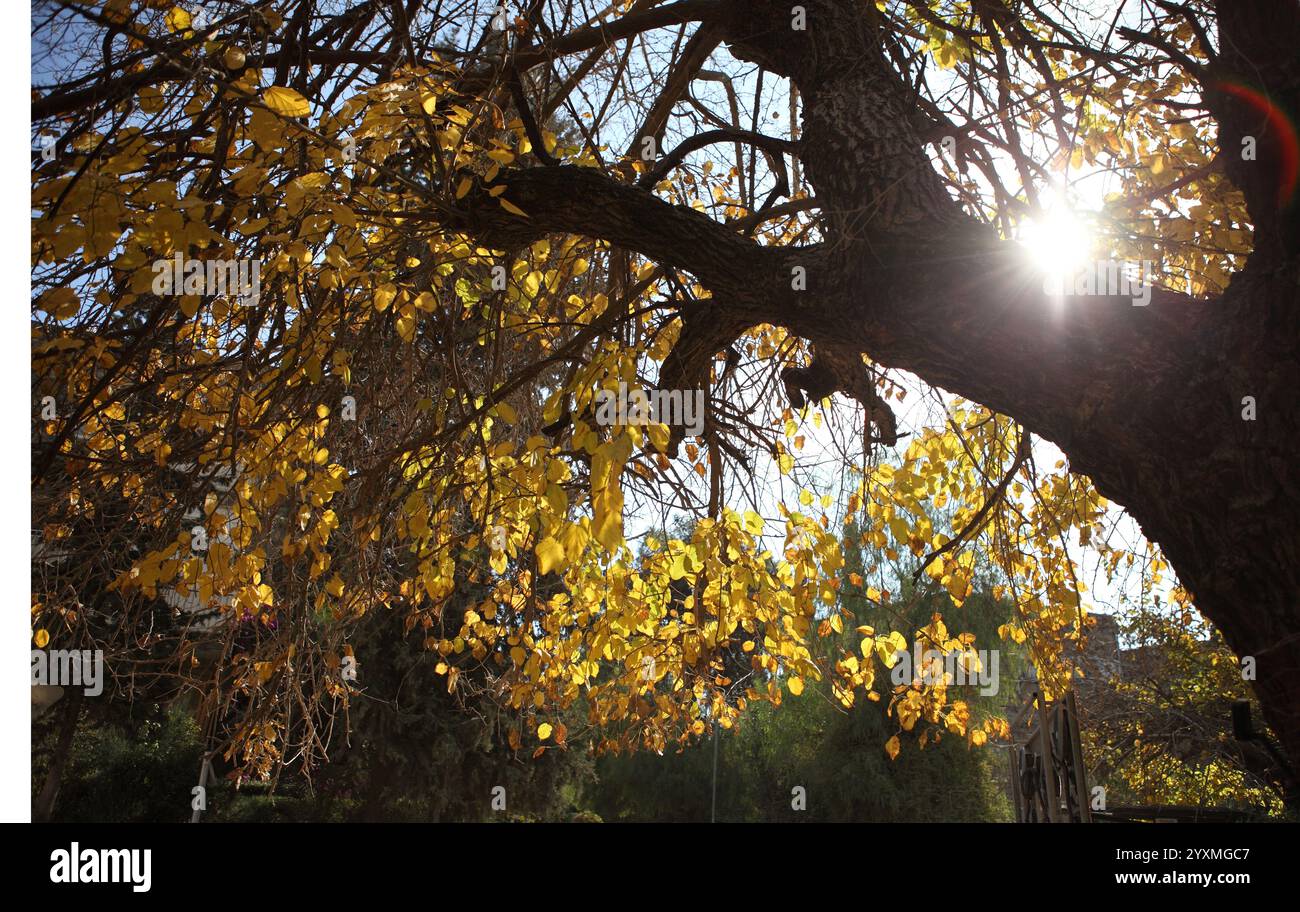 Tree at foliage, a Mulberry Tree, Morus, a deciduous flowering plant of ...