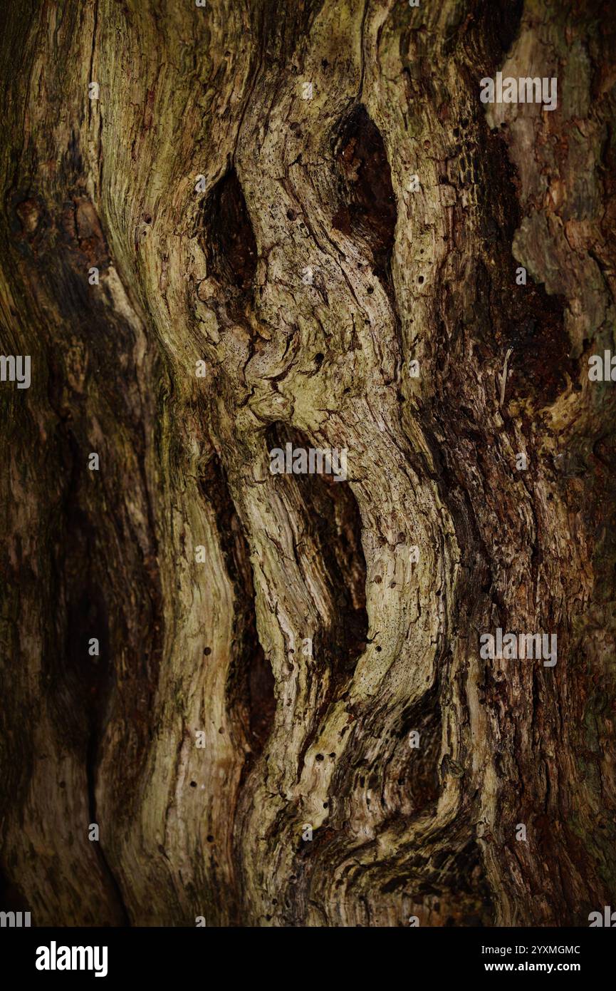 Scary Horror Face In The Bark Of A Tree, UK Similar To Edvard Munch The ...