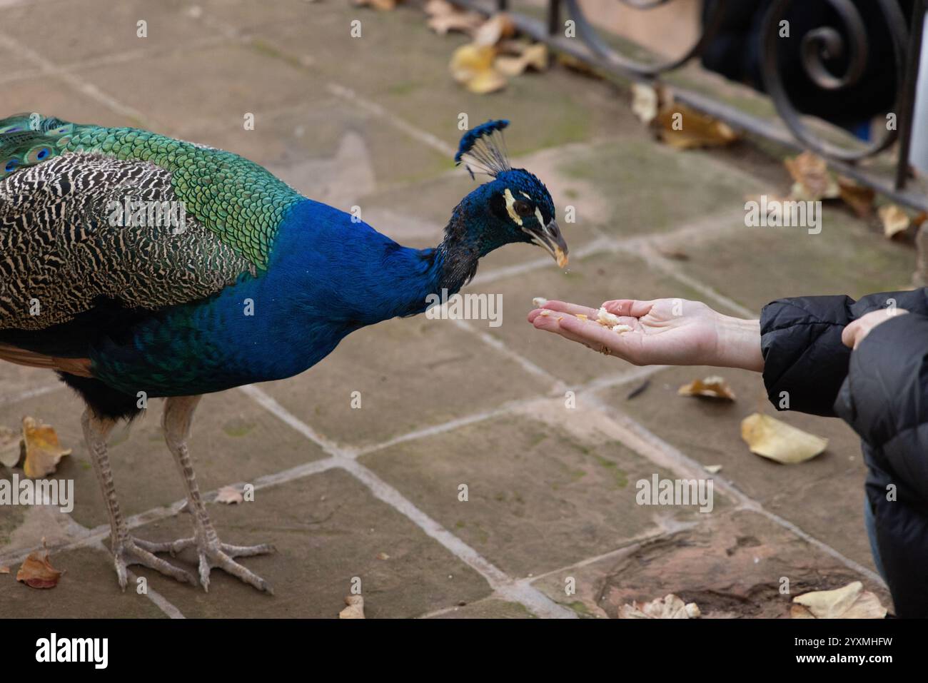 peacock posing gracefully Stock Photo - Alamy