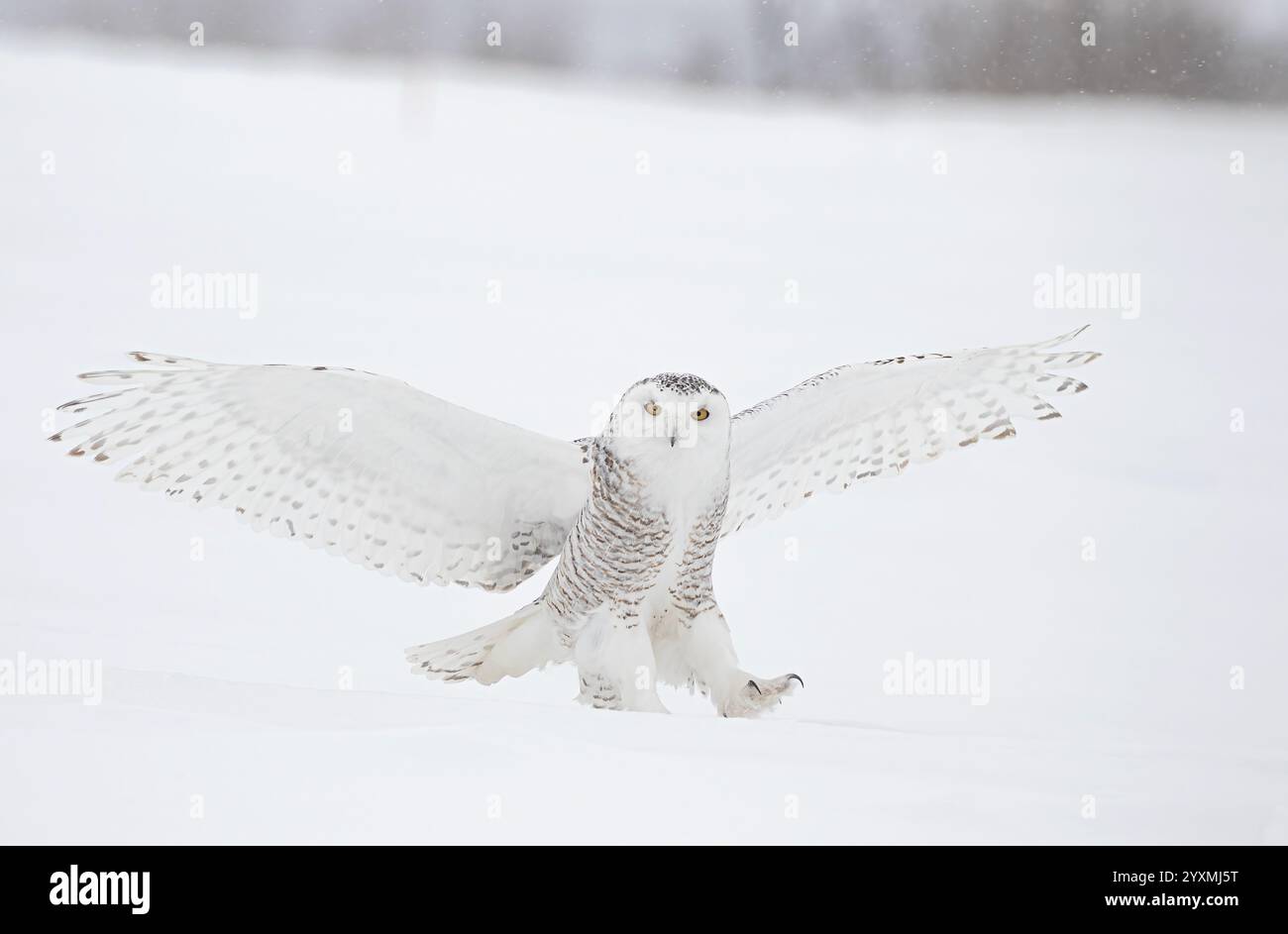 Snowy owl female isolated on white background landing in a snow covered ...