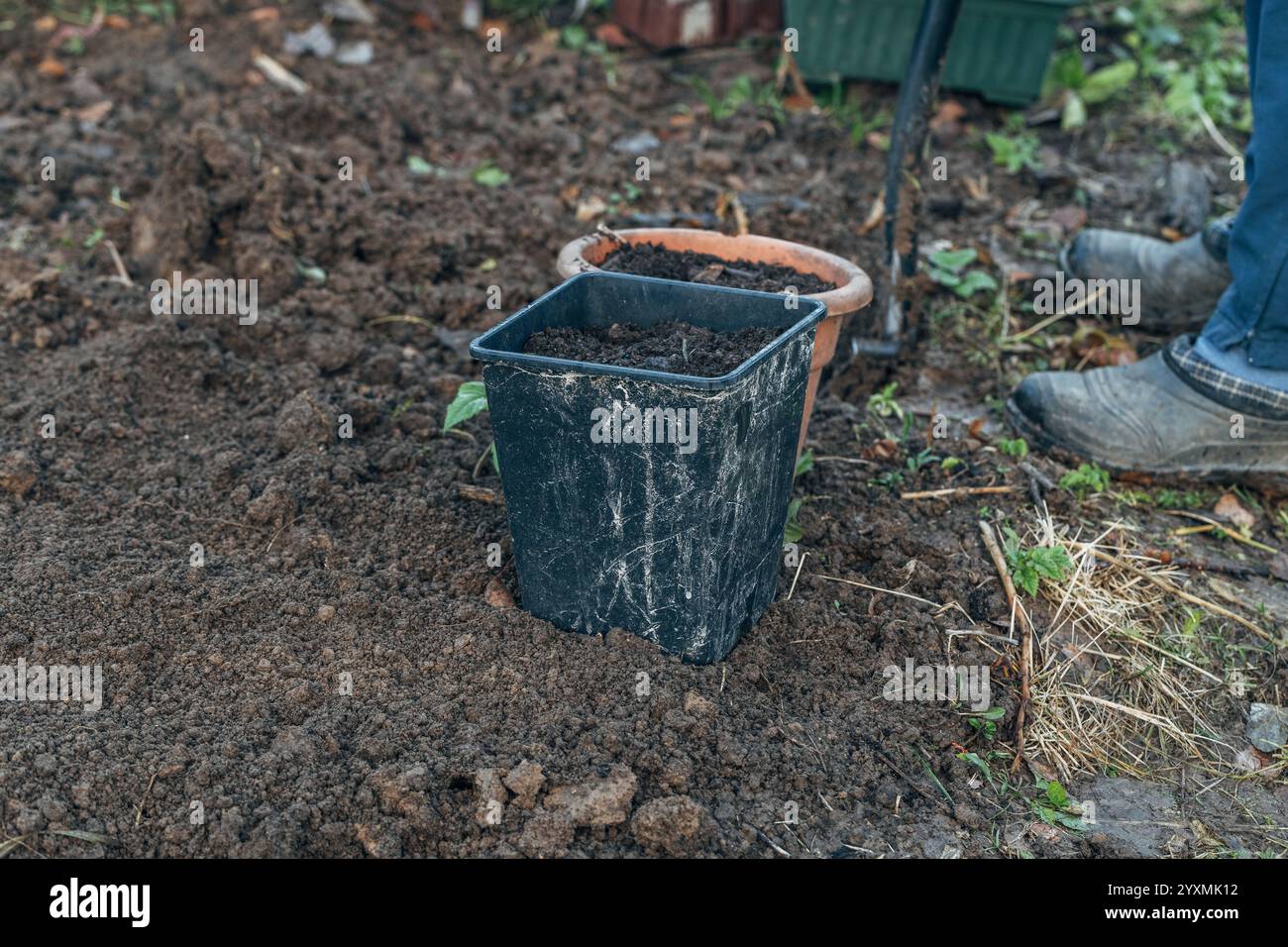 Winter digging of plants into pots in the ground Stock Photo - Alamy
