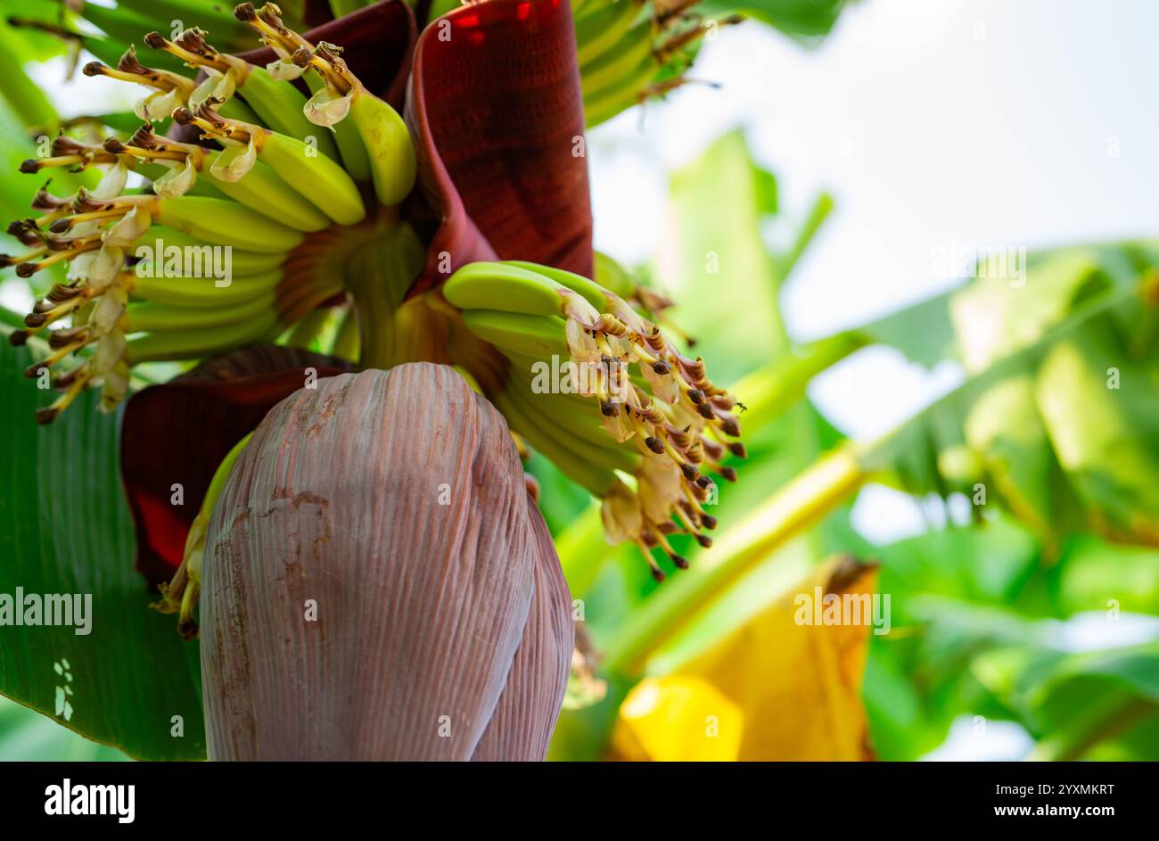 Banana blossom in a tropical garden. Sustainable plant-based raw ...