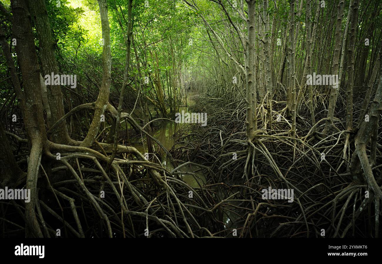 Mangrove root network in swamp forest. Nature's resilient system ...