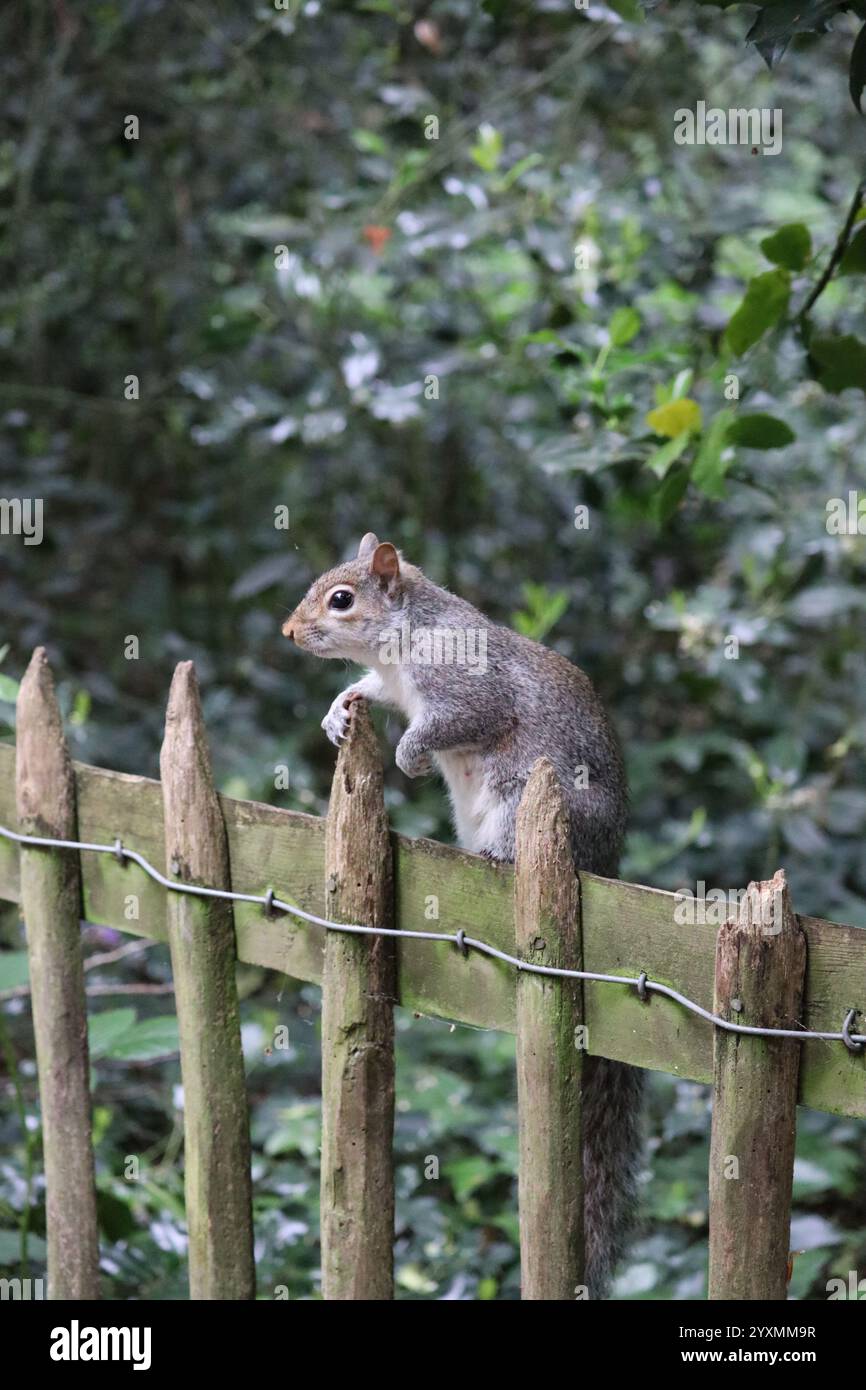 Cute small gray squirrel sitting on a fence around the Holland Park In ...