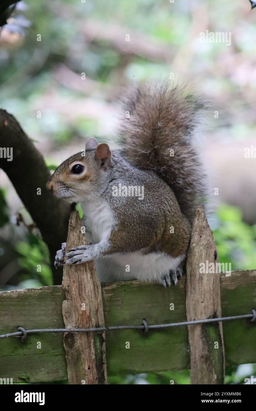 Cute small gray squirrel sitting on a fence around the Holland Park In ...