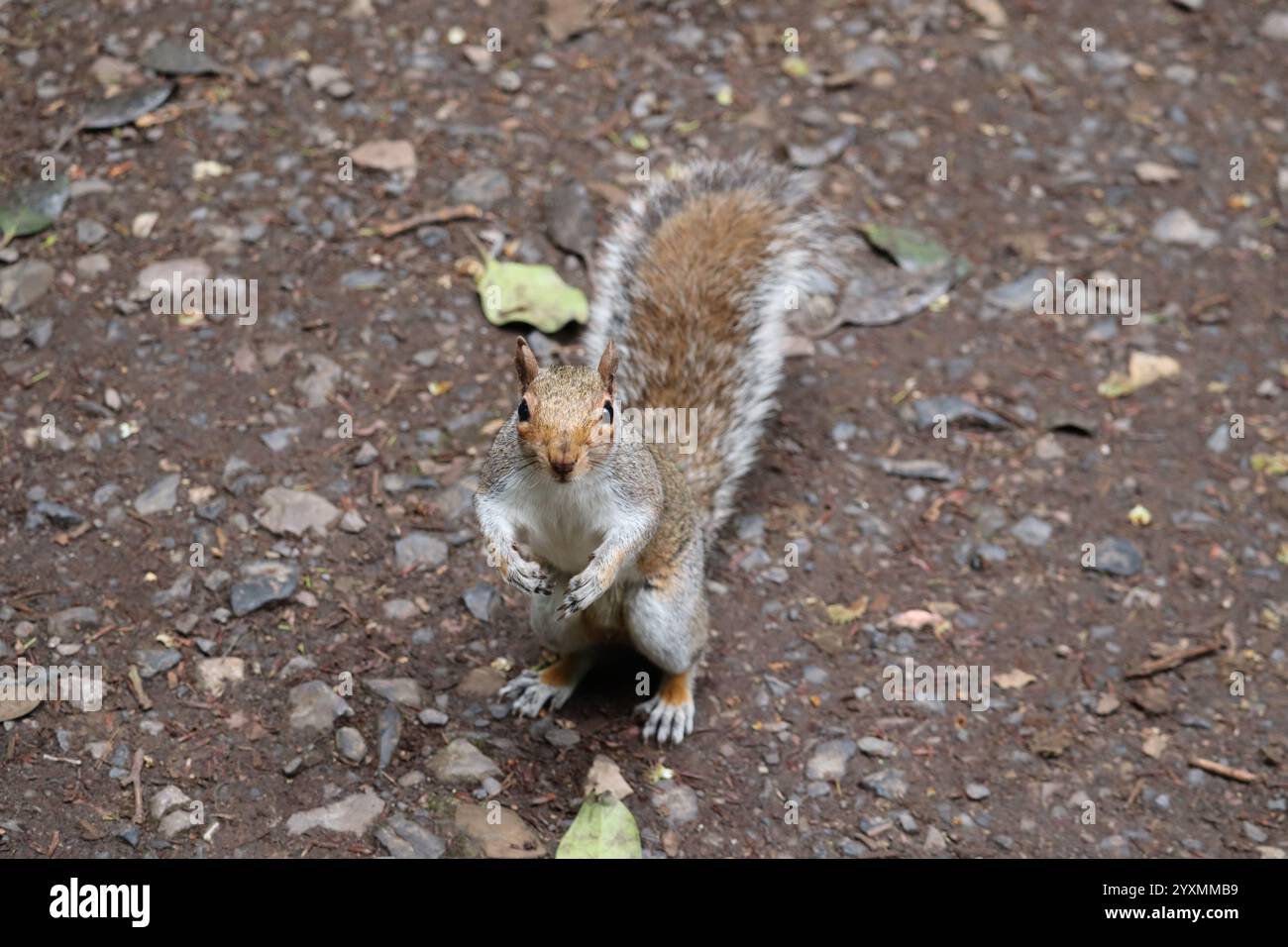 Cute small gray squirrel around the Holland Park In London Stock Photo ...