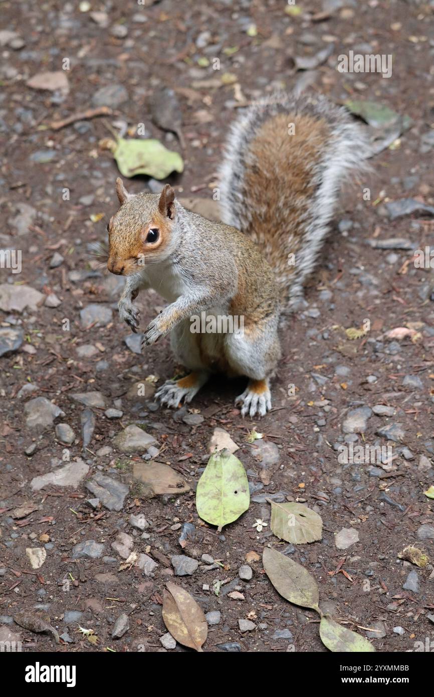 Cute small gray squirrel around the Holland Park In London Stock Photo ...