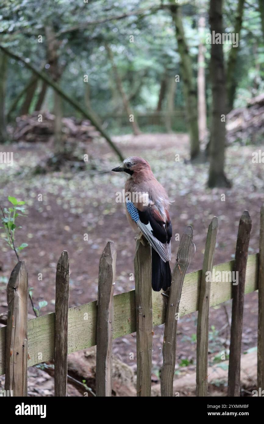 Eurasian jay flying hi-res stock photography and images - Alamy
