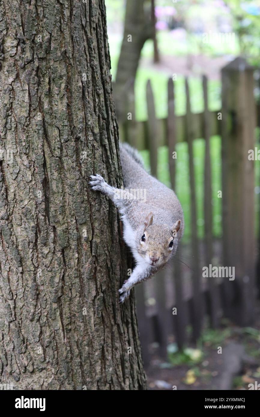 Cute small gray squirrel around the Holland Park In London Stock Photo ...