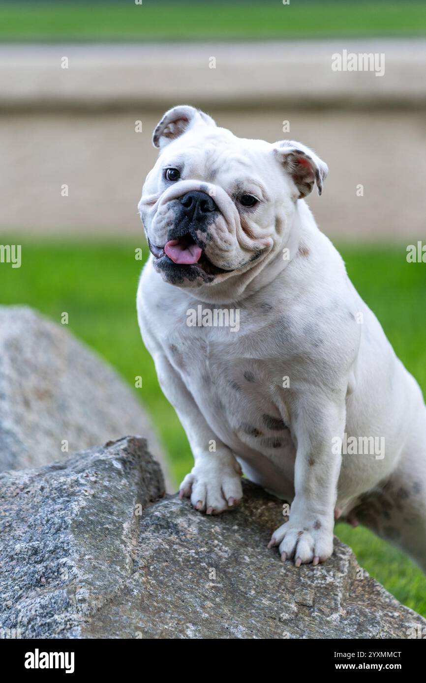 White bulldog with a head tilt posing on a rock for an outdoor natural ...