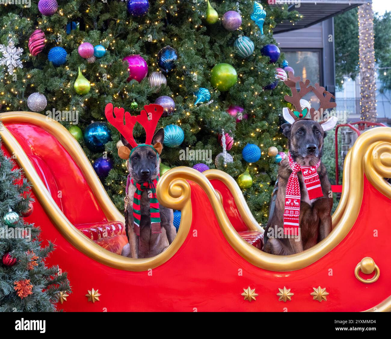 Two Belgian Malinois dogs dressed for Christmas posing in a holiday ...