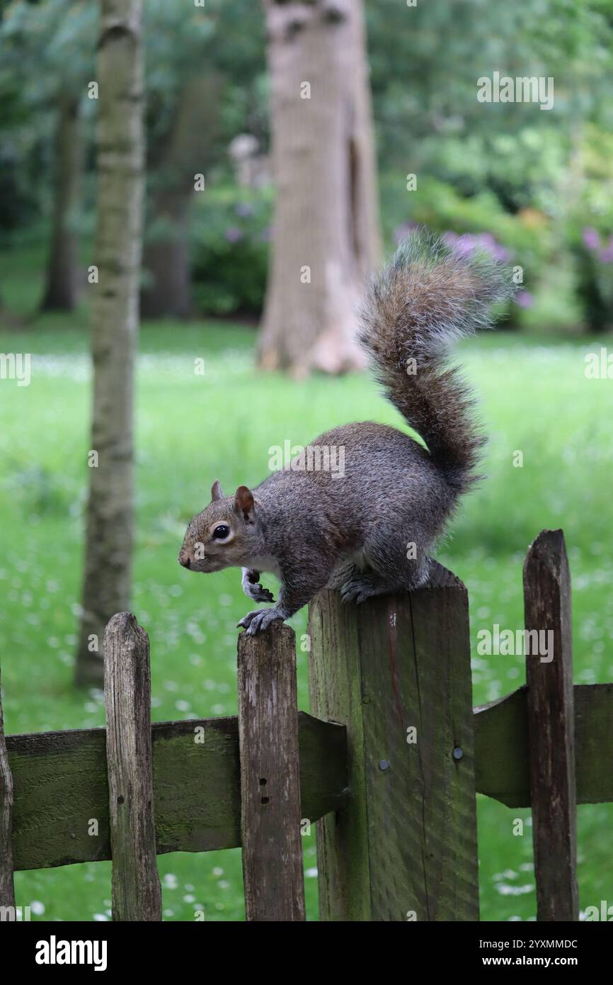 Cute small gray squirrel sitting on a fence around the Holland Park In ...