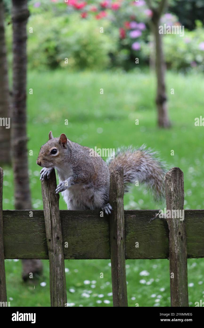 Cute small gray squirrel sitting on a fence around the Holland Park In ...
