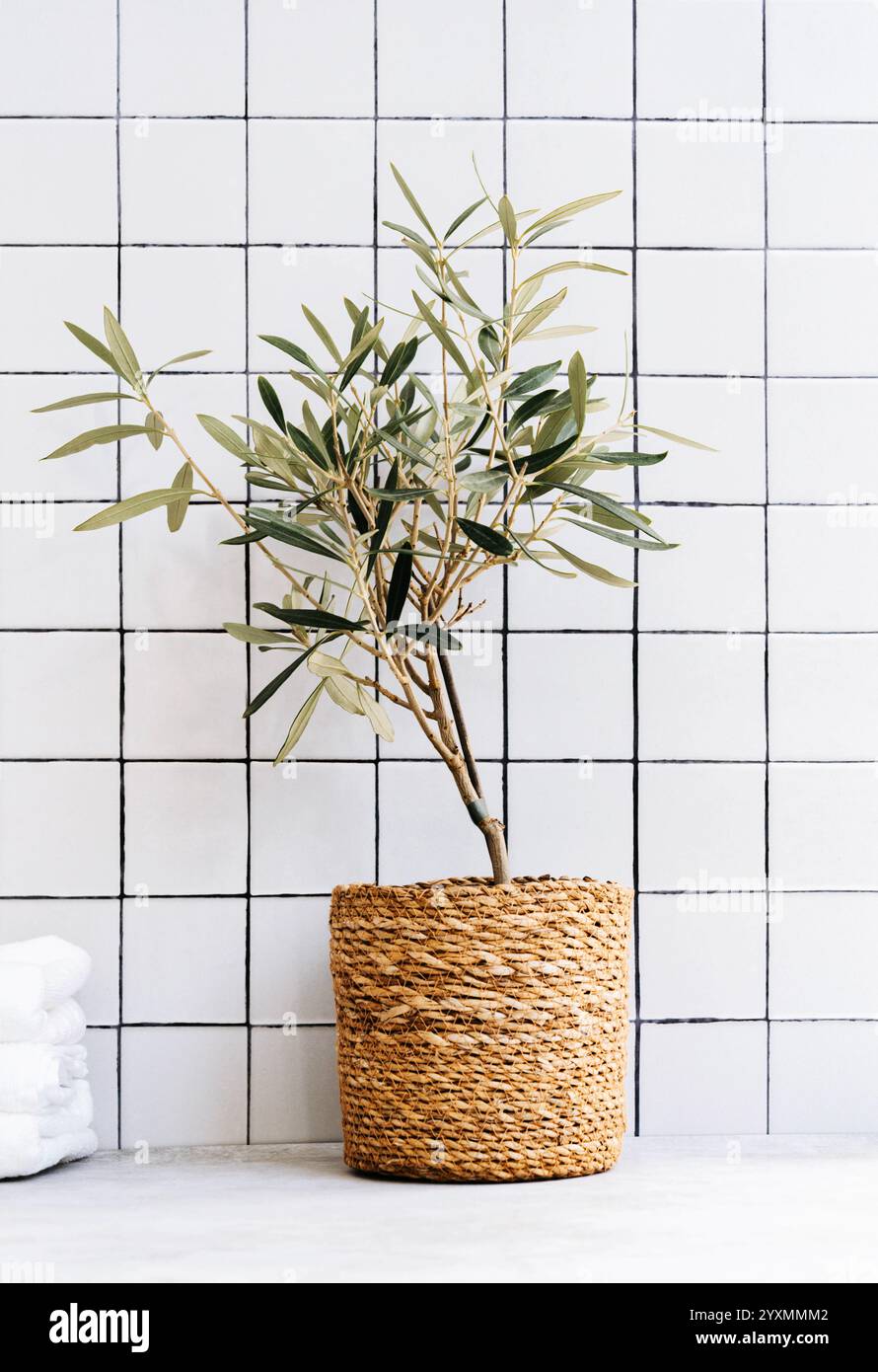 Small olive tree growing in pot. Young olive tree near tile wall in ...