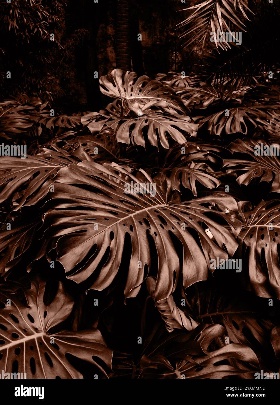 A vibrant close-up of lush monstera leaves in a tropical forest ...
