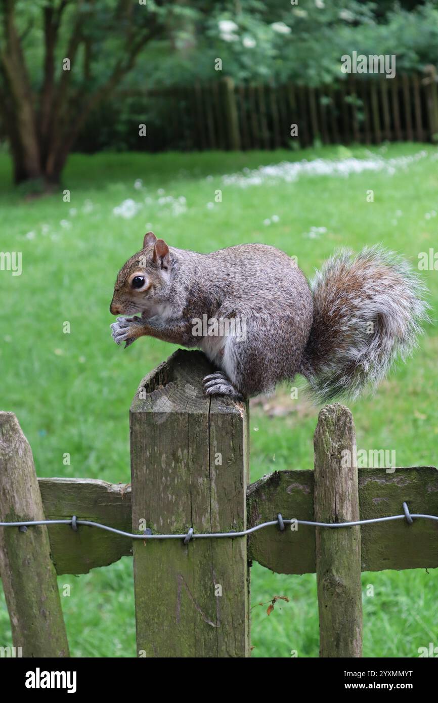 Cute small gray squirrel sitting on a fence and eating around the ...