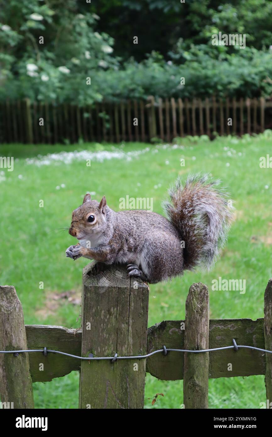 Cute small gray squirrel sitting on a fence around the Holland Park In ...