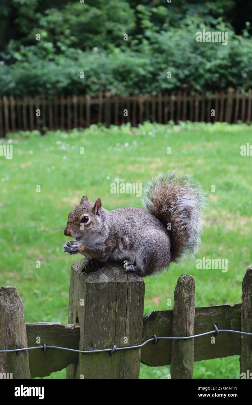 Cute small gray squirrel sitting on a fence around the Holland Park In ...