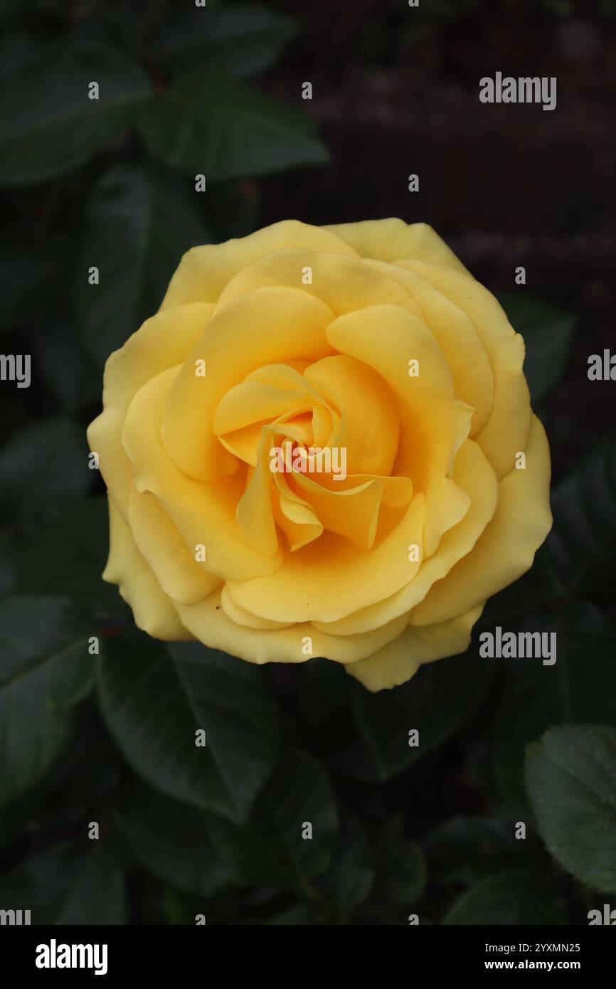 Hybrid tea rose in bloom. Holland Park, London Stock Photo - Alamy