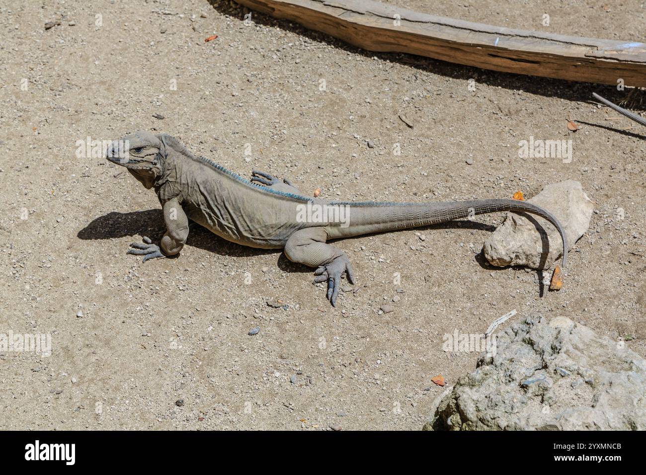 A lizard is laying on the ground in a desert. The lizard is brown and ...