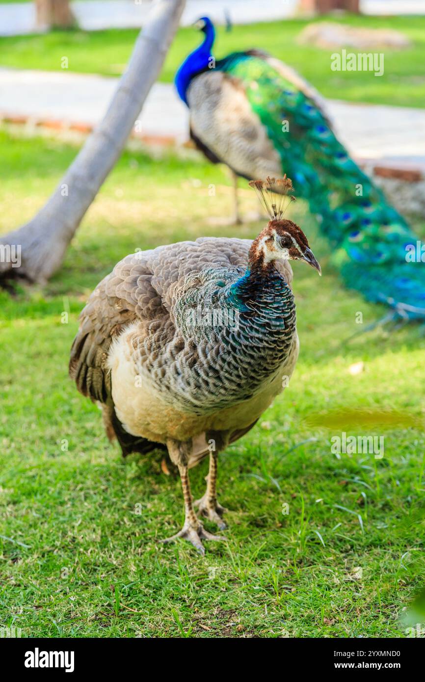 A large peacock stands in a grassy field. The bird is surrounded by a ...