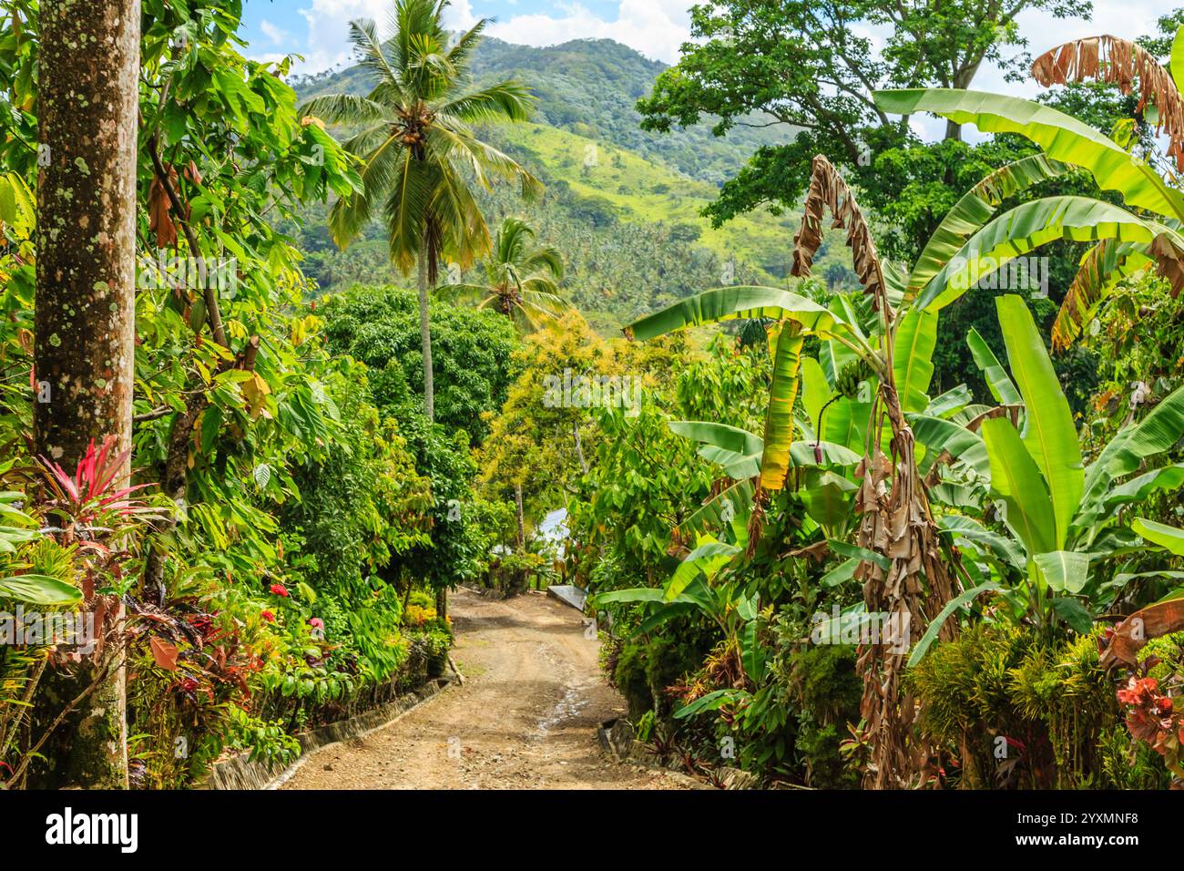 A path through a jungle with a road in the middle. The road is ...