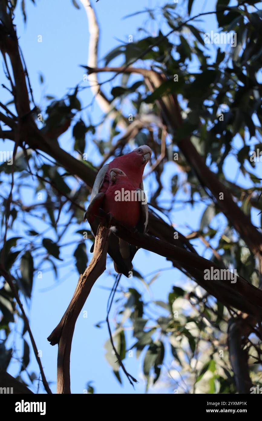 Cute pair of parrots. Galah (Rose-Breasted) Cockatoo. Koala Reserve ...