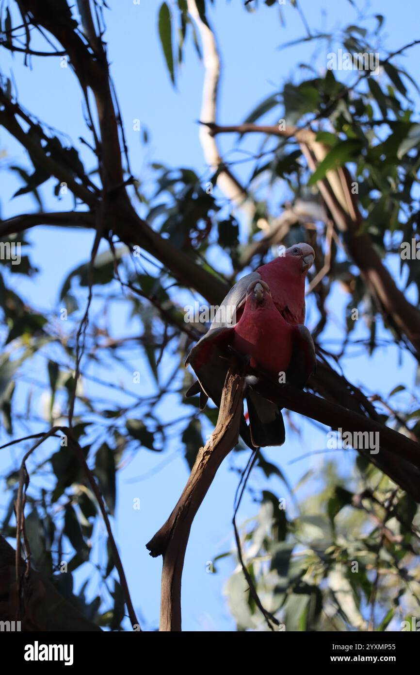 Cute pair of parrots. Galah (Rose-Breasted) Cockatoo. Koala Reserve ...
