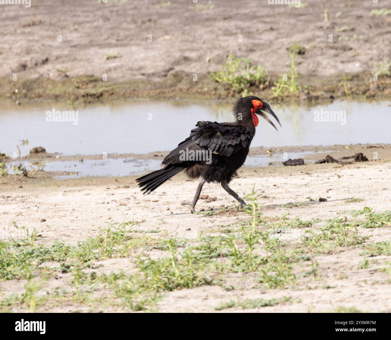 A Ground Hornbill searching for food Stock Photo - Alamy