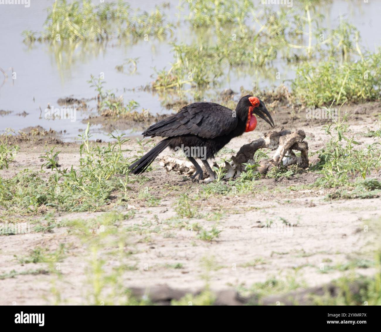 A Ground Hornbill feeding on an animal carcass Stock Photo - Alamy