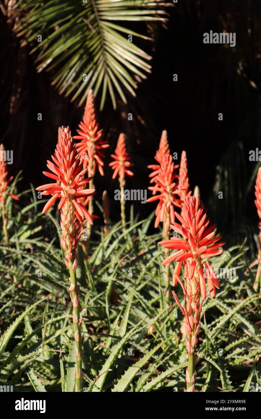 red flowers of an Aloe arborescens Stock Photo - Alamy