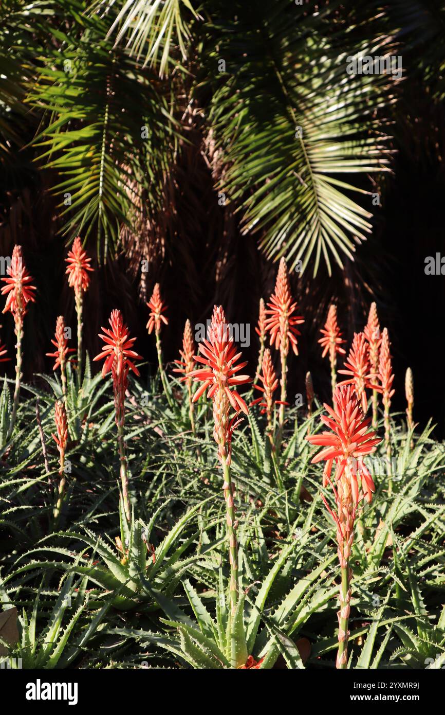 red flowers of an Aloe arborescens Stock Photo - Alamy