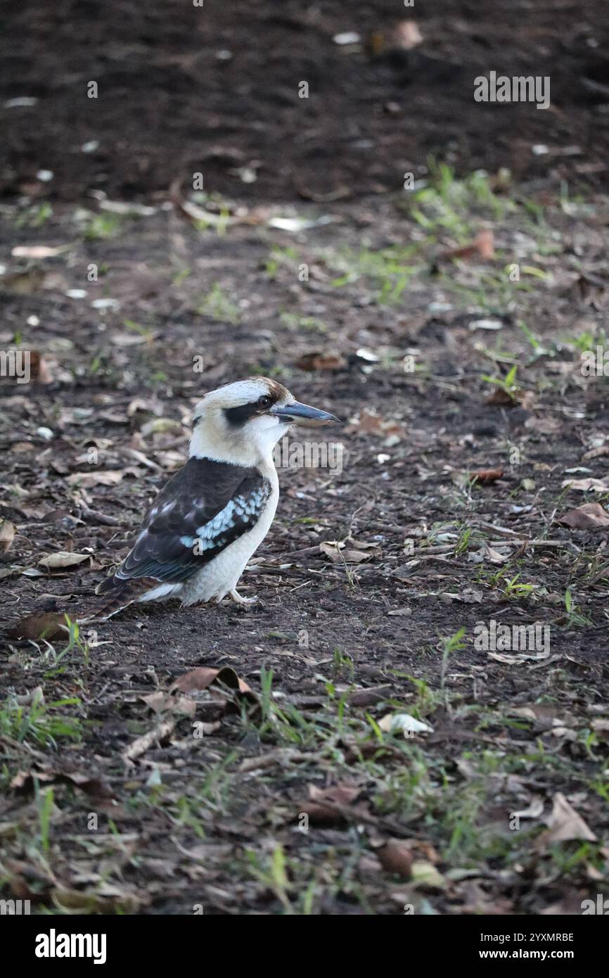 Australian native pigeon hi-res stock photography and images - Alamy