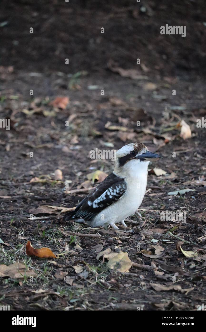 Native Australian bird Kookaburra in the park in Sydney Stock Photo - Alamy