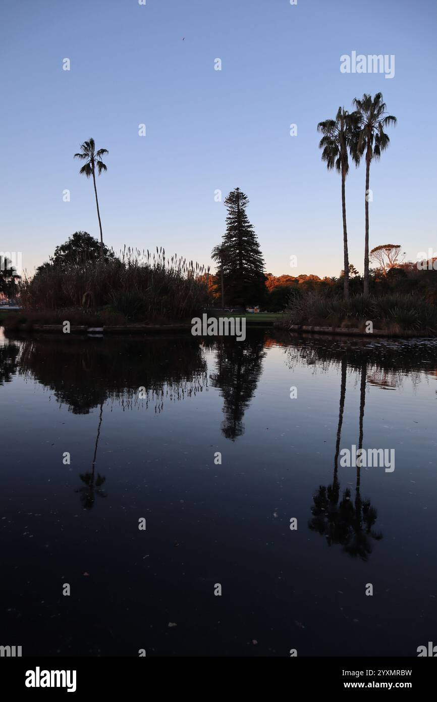 Palm trees reflection in the lake during sunrise, Royal Botanic Garden ...