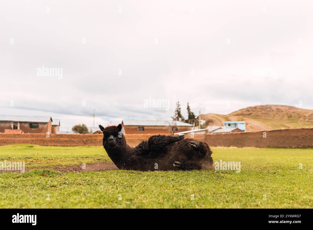 Black alpaca lying upside down with accident in the Andes mountain ...