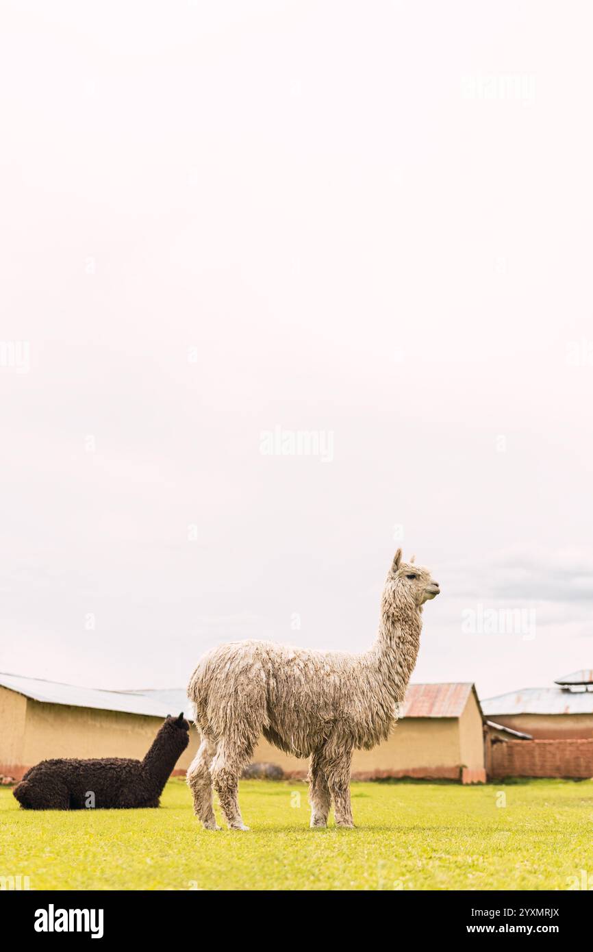 Portrait of a white alpaca standing eating in the Andes mountain range ...