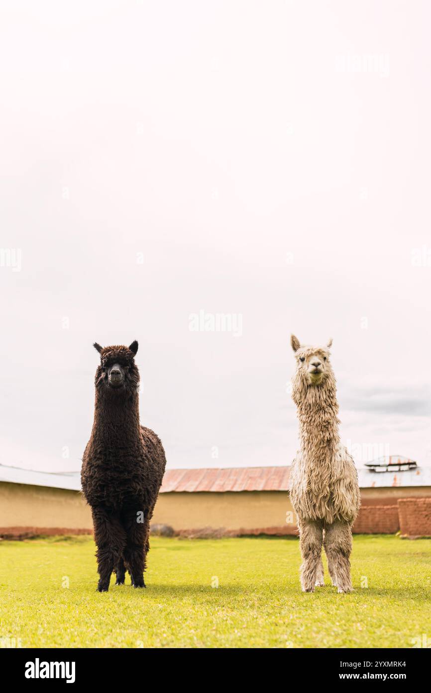 Portrait of a black and white alpacas opposite each other standing in ...