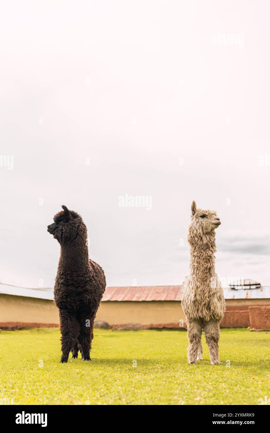 Portrait of a black and white alpacas opposite each other standing in ...