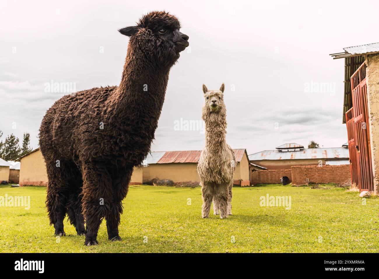 Portrait of a black and white alpacas opposite each other standing in ...