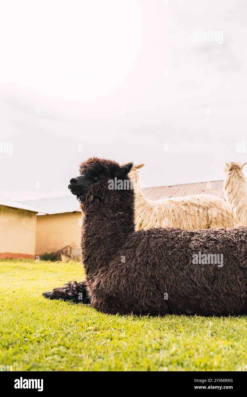 Portrait of a black alpaca sleeping in the Andes mountain range ...