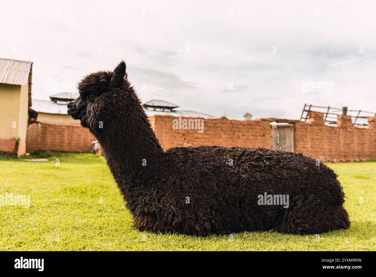 Portrait of a black alpaca sleeping in the Andes mountain range ...