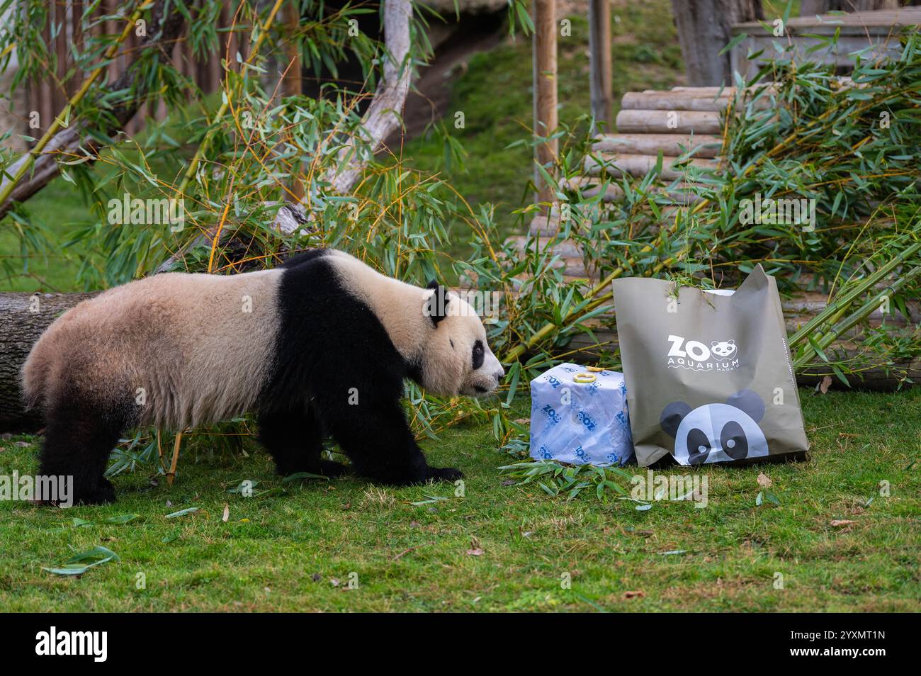 Madrid, Spain. 17th Dec, 2024. A giant panda bear (Ailuropoda ...