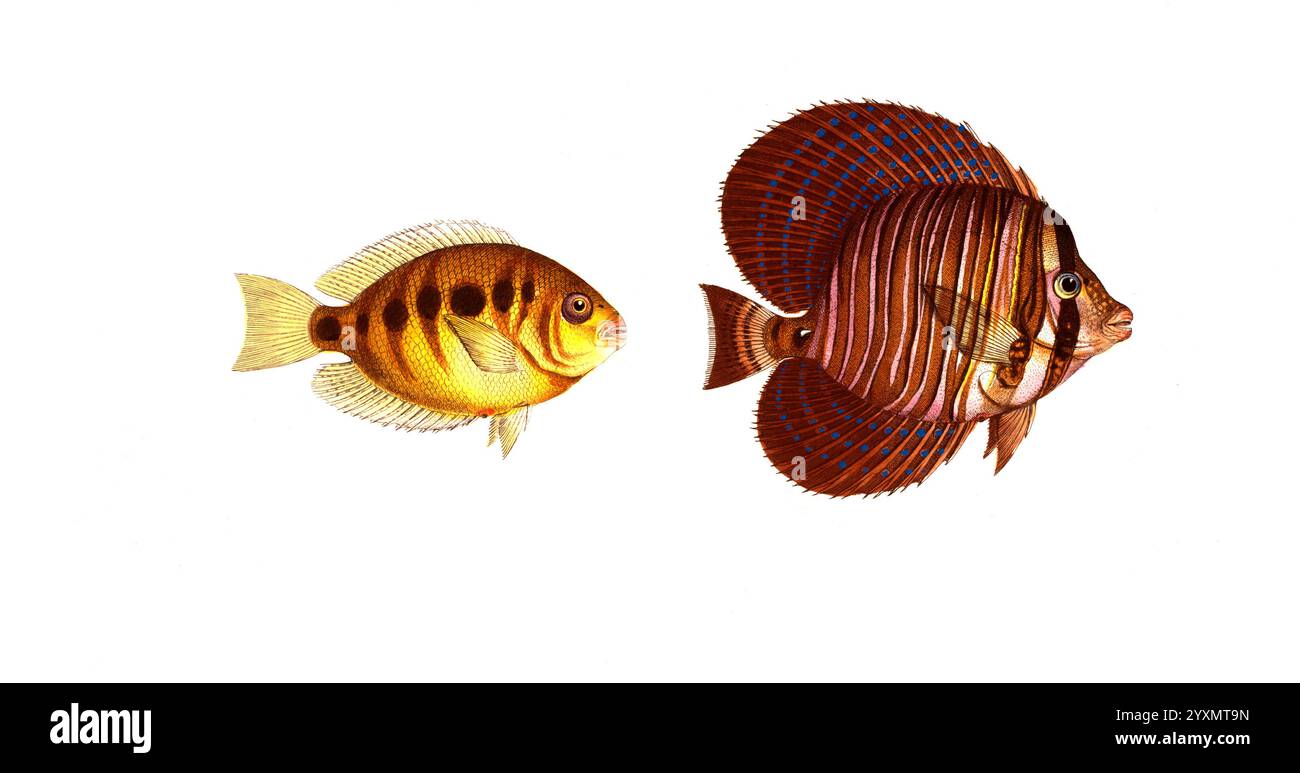 Acanthurus velifer hi-res stock photography and images - Alamy