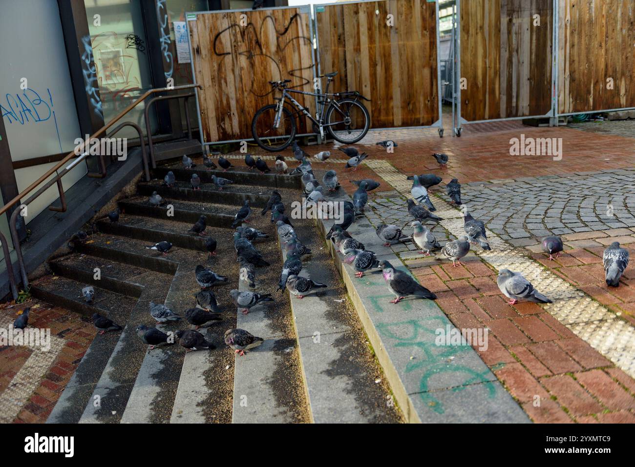 Pigeons outside Altona station Stock Photo - Alamy